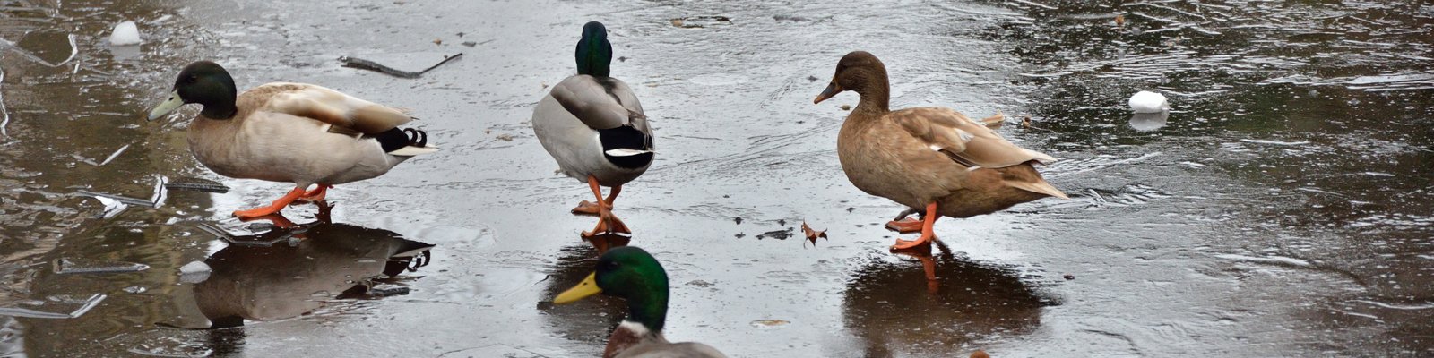 Michael Shirrefs - home - squawk studios